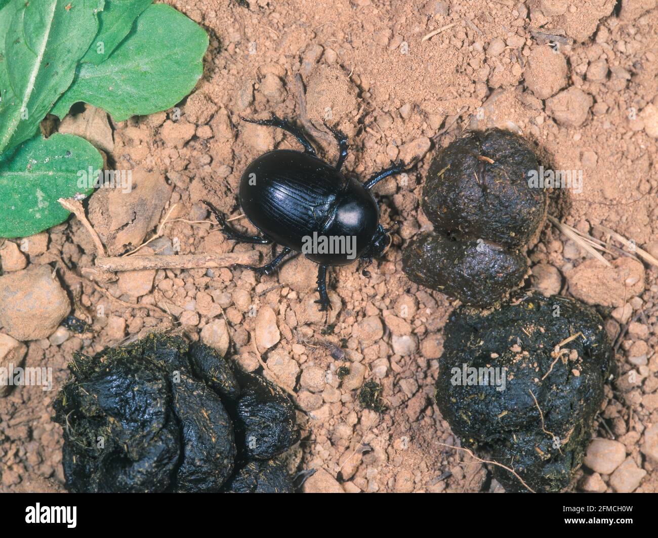 Sheep Bugs High Resolution Stock Photography and Images - Alamy