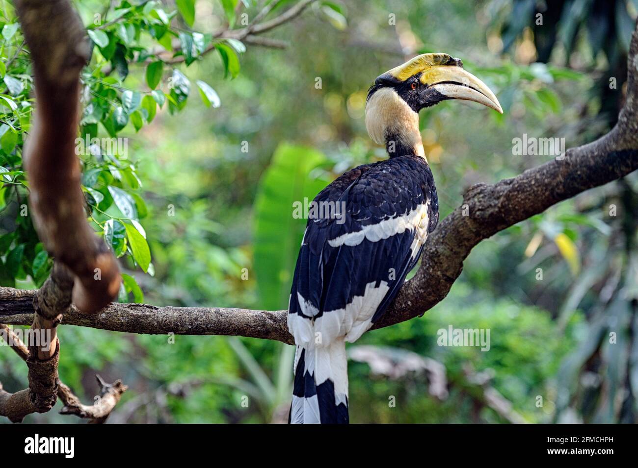 Great hornbill / great Indian hornbill / great pied hornbill (Buceros ...