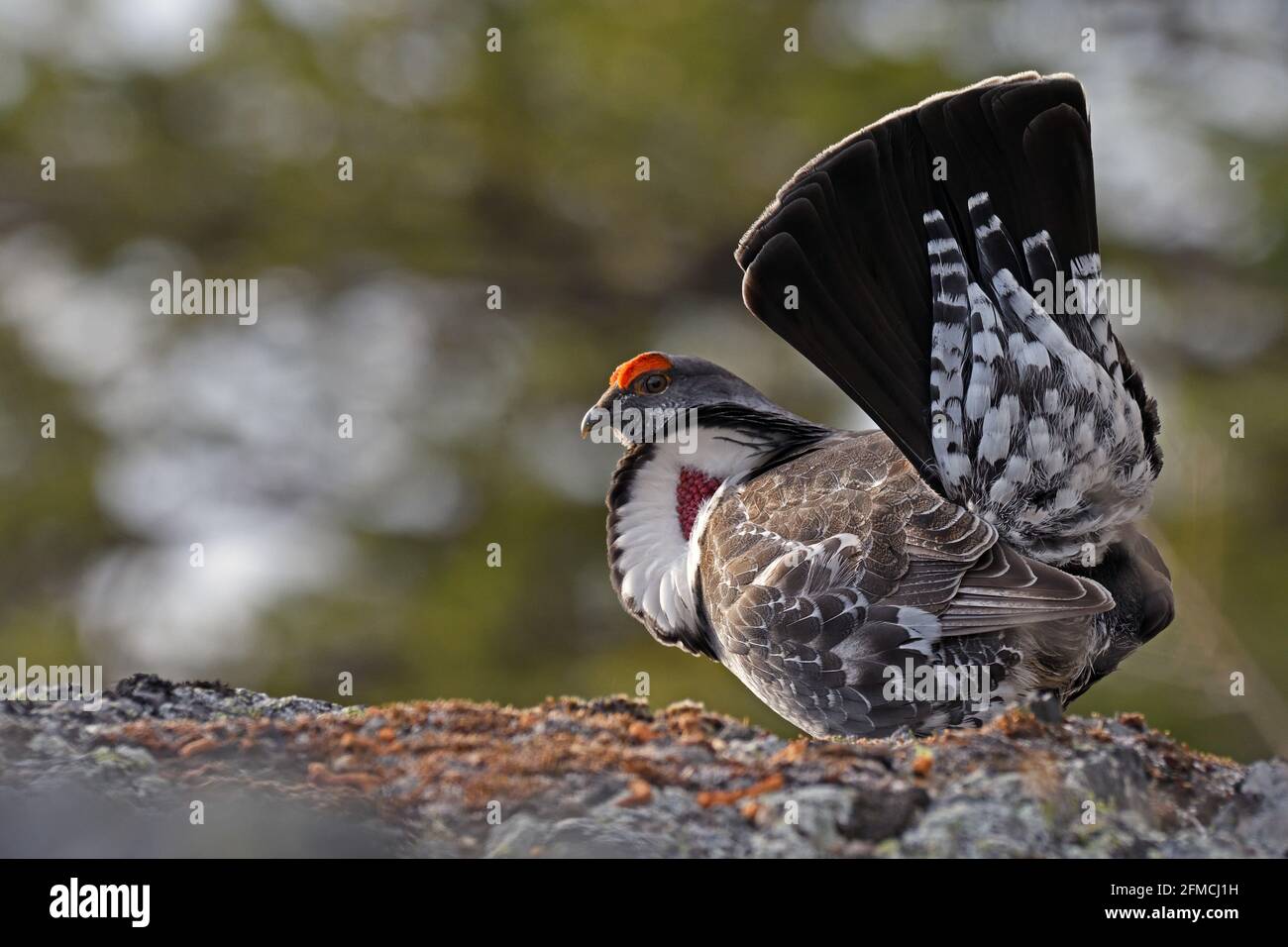 Male dusky grouse showing mating display in spring. Purcell Mountains ...