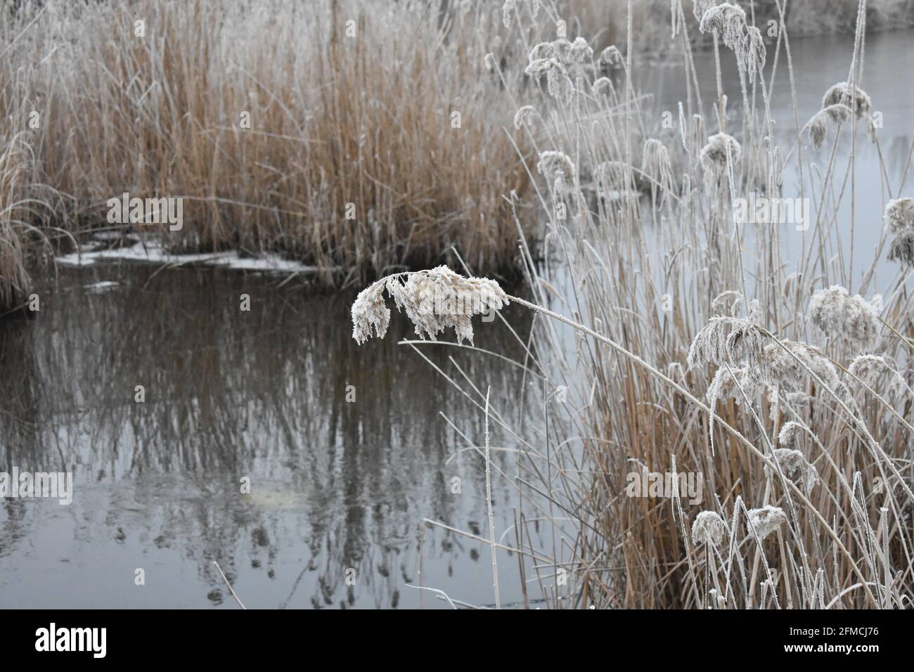 Pond and frosty reeds on river bay in the winter Stock Photo - Alamy