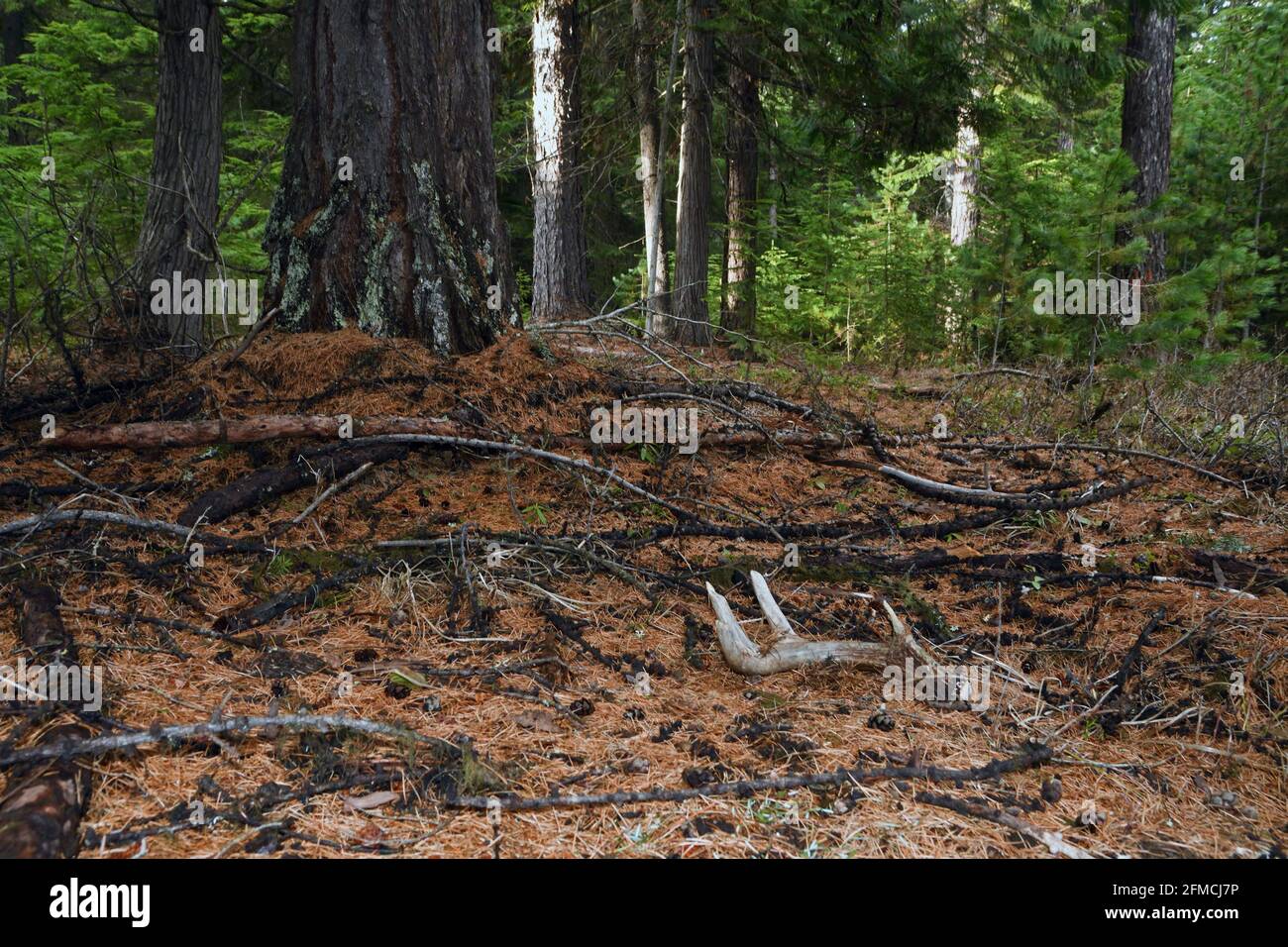 White tailed deer shed antler hi-res stock photography and images - Alamy