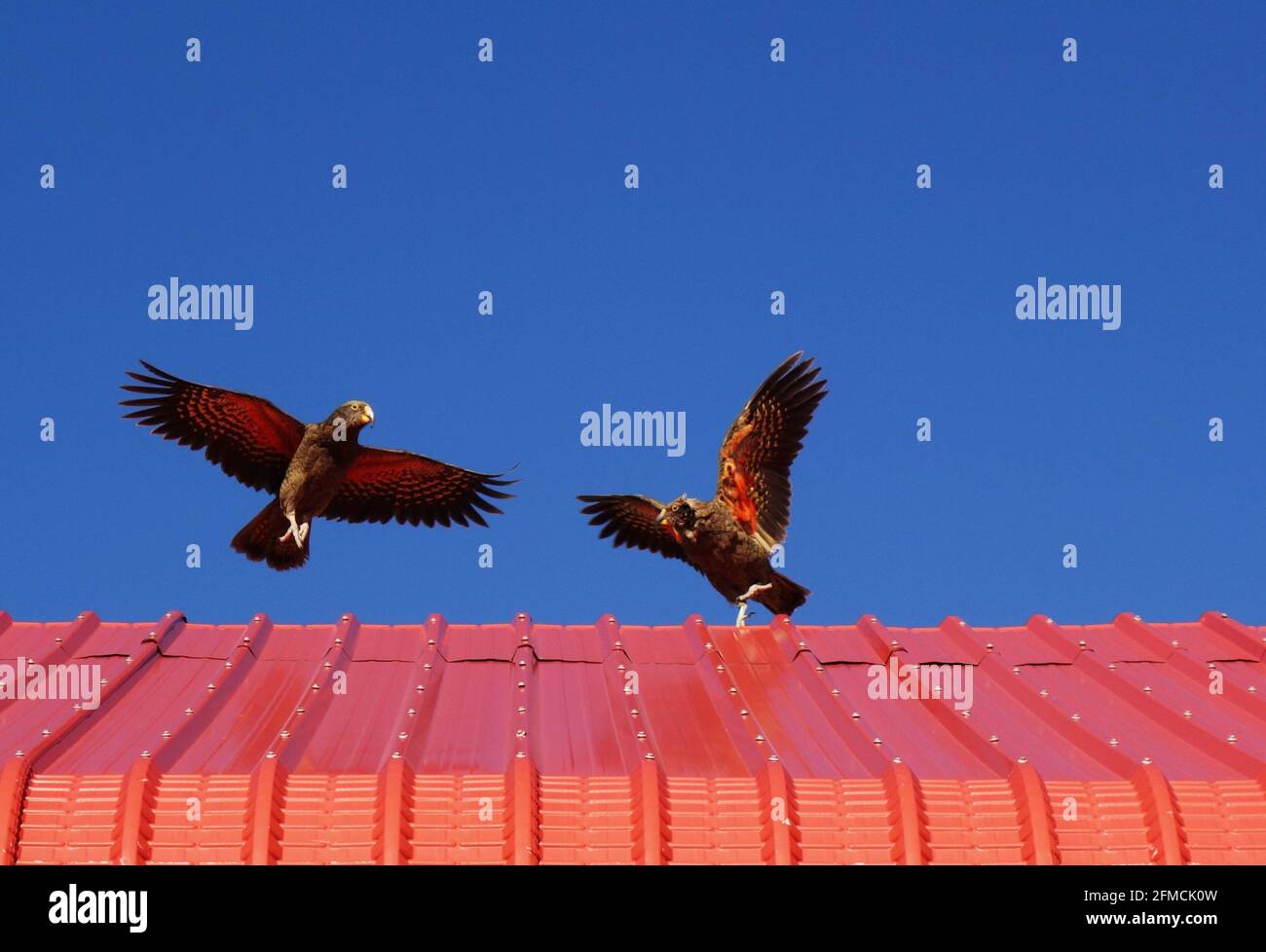 Beautiful alpine parrots squabbling on mountain hut rooftop Stock Photo ...