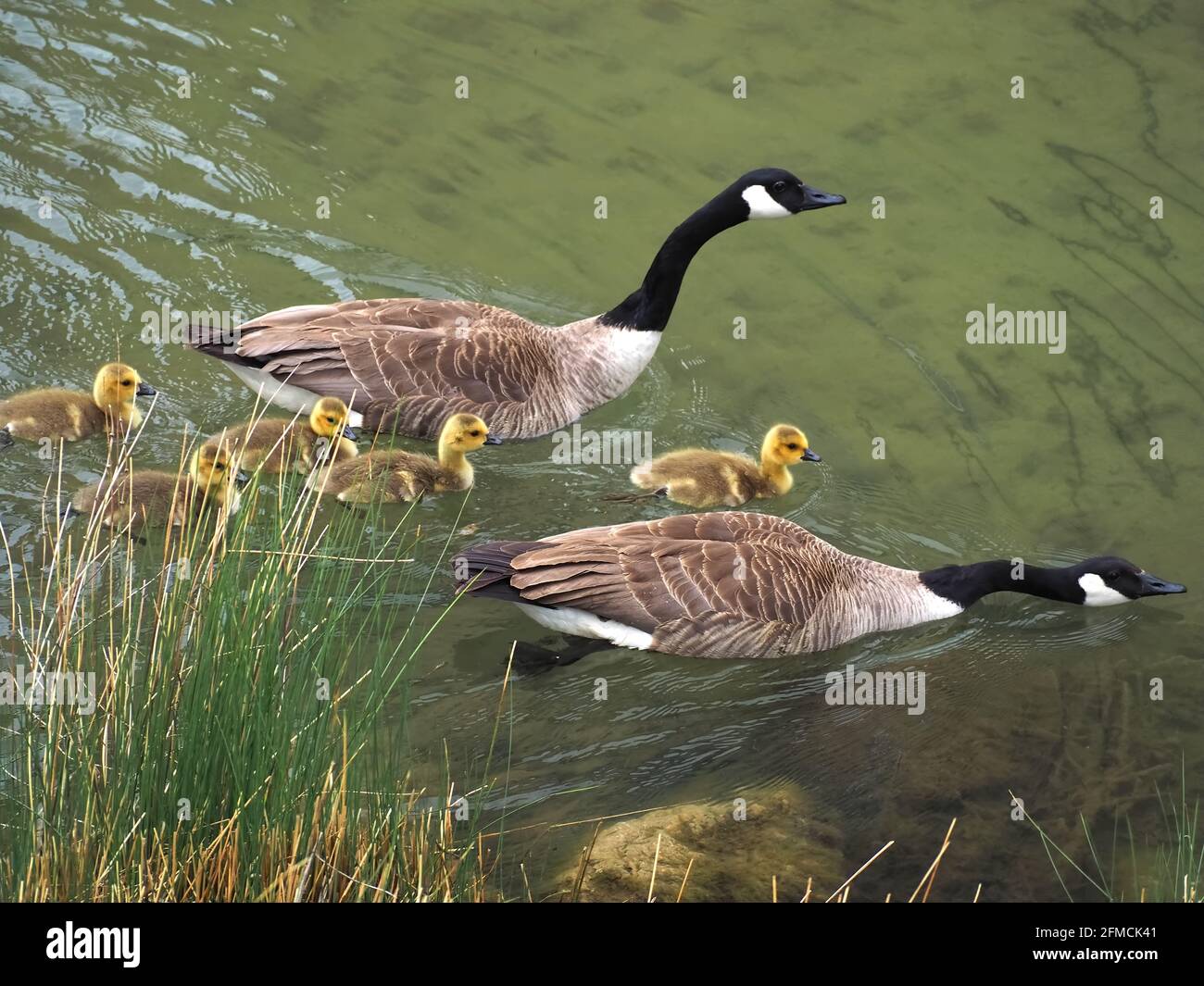 Canadian goose babies hi-res stock photography and images - Alamy