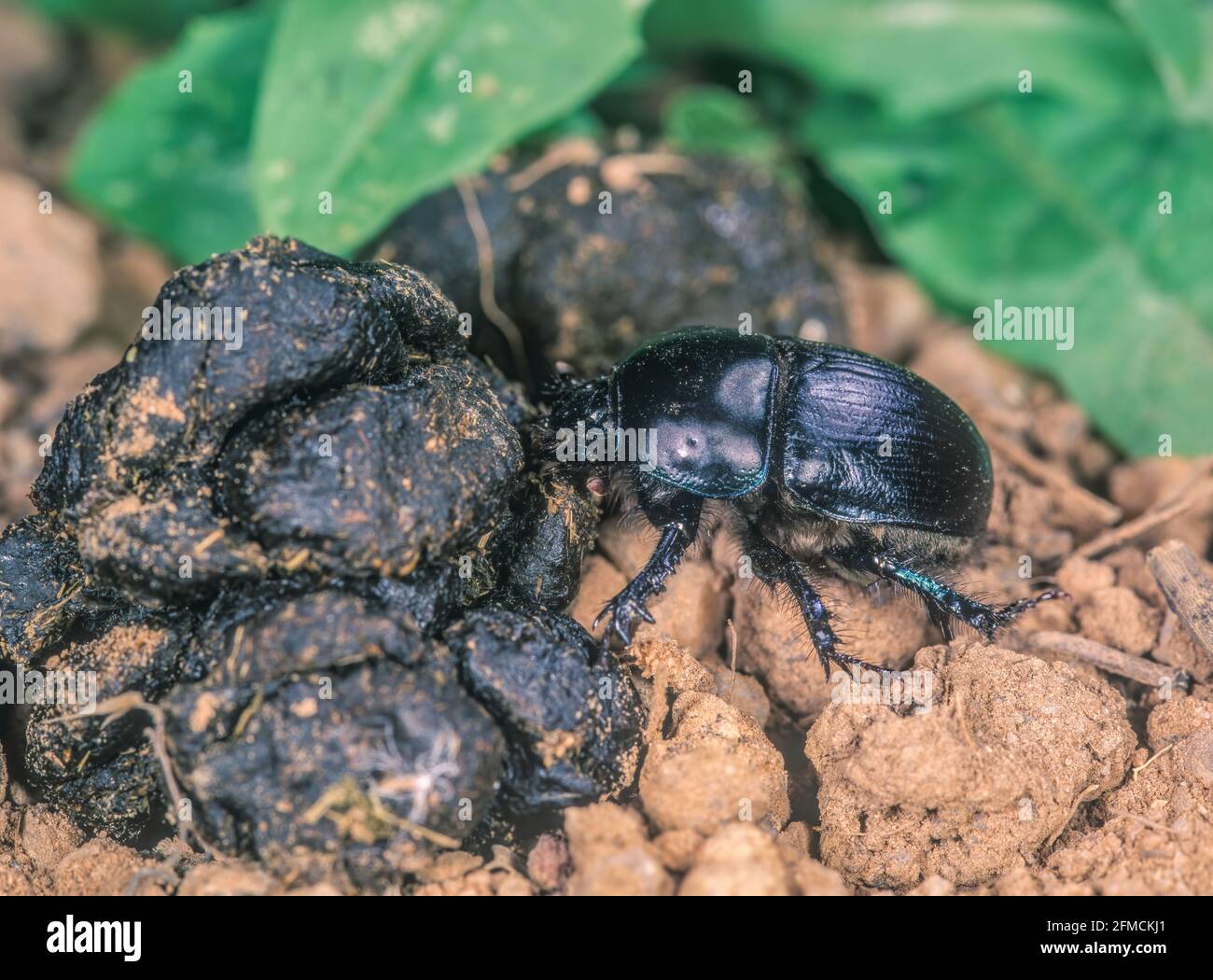 Sheep Bugs High Resolution Stock Photography and Images - Alamy