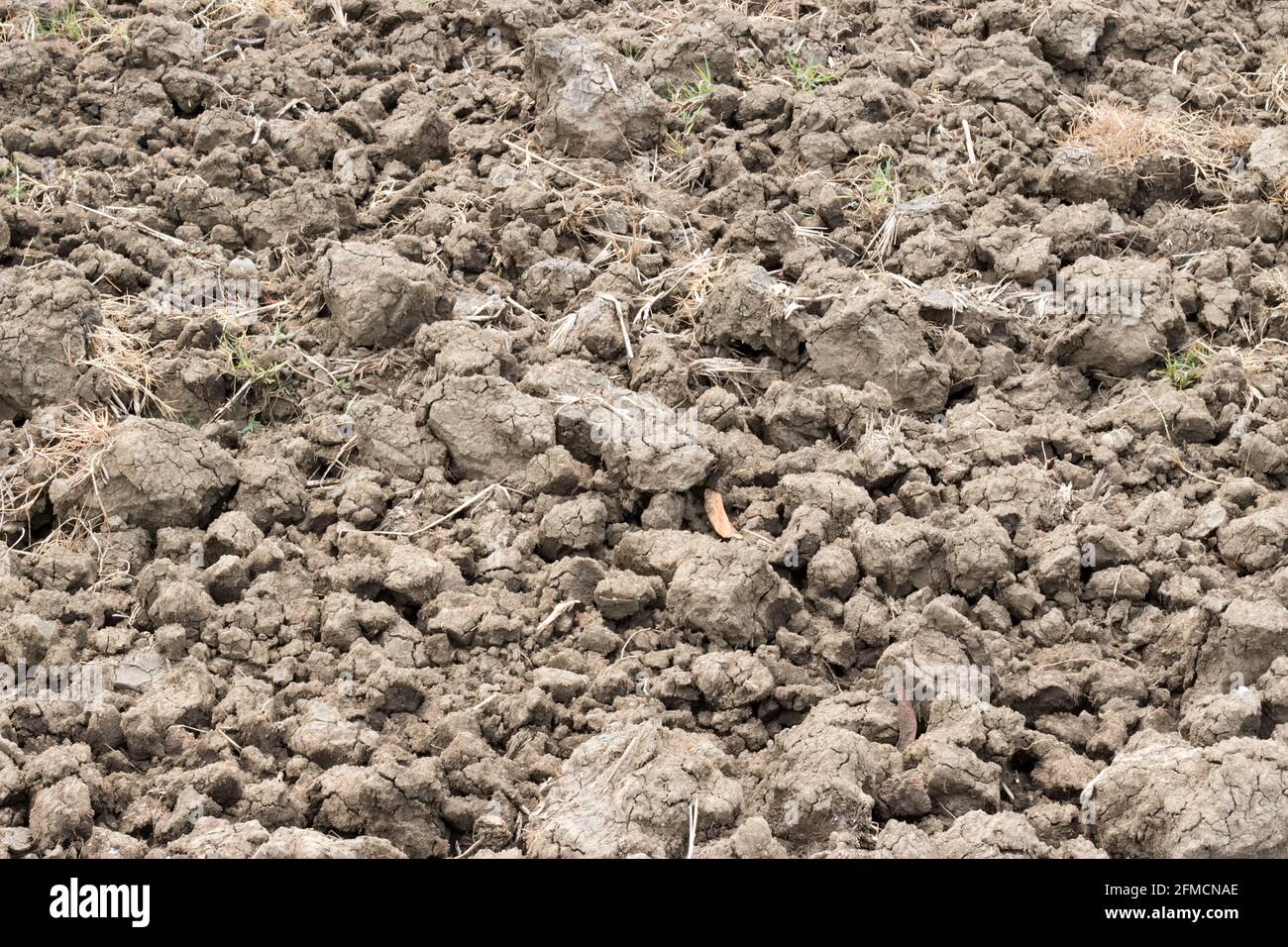 Soil is a soft, granular covering of the earth's surface Stock Photo ...