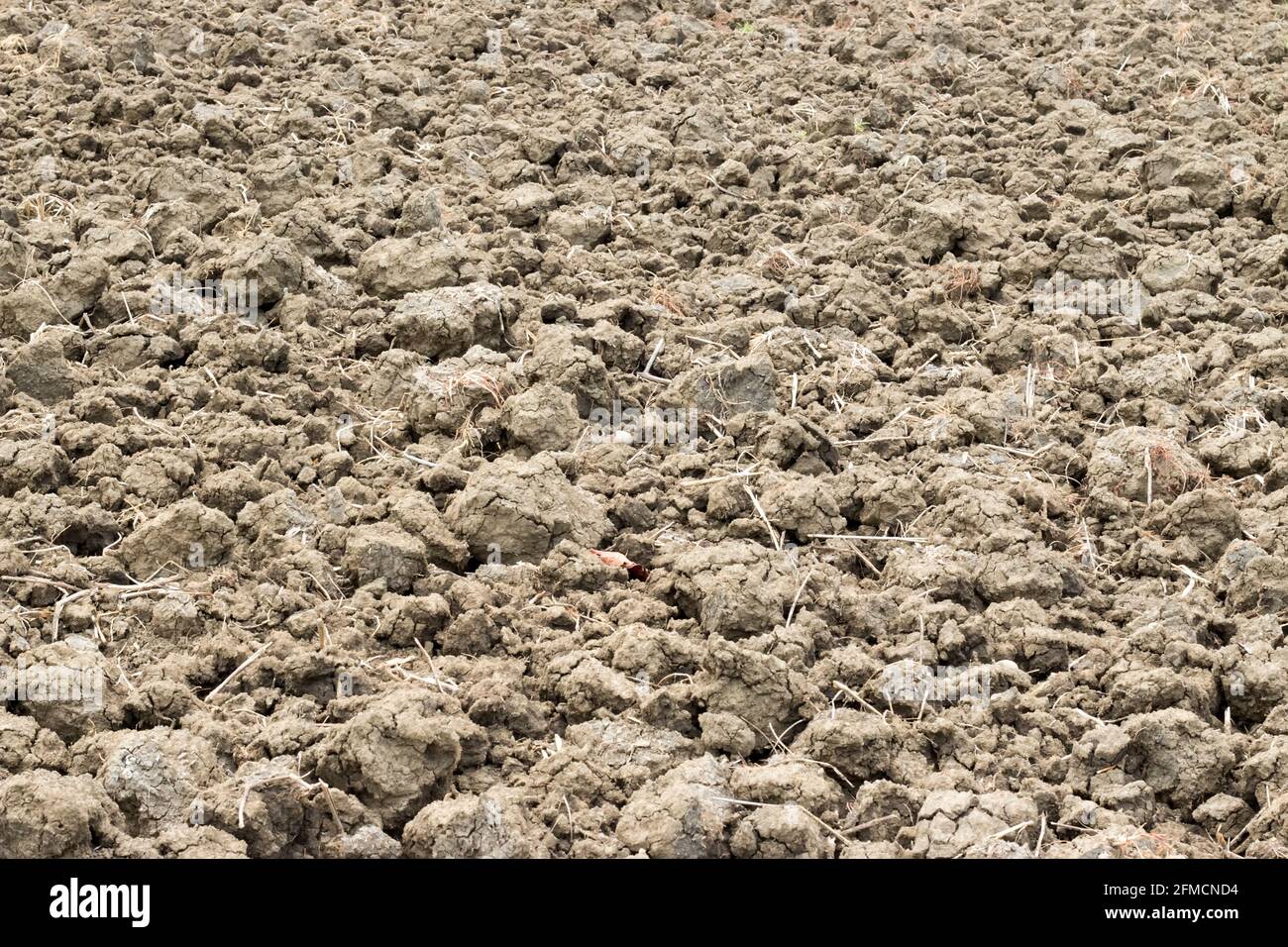 Soil is a soft, granular covering of the earth's surface Stock Photo ...