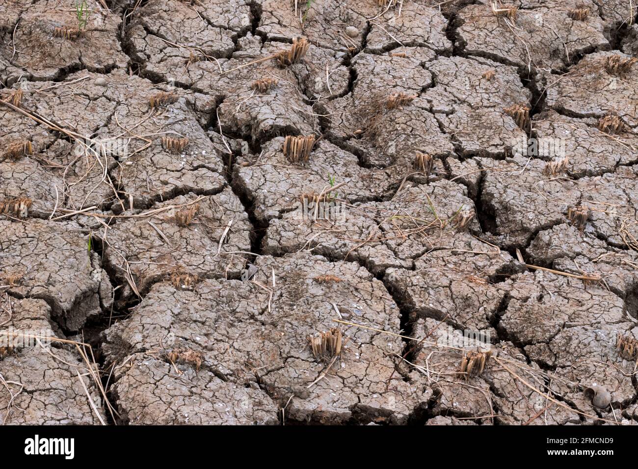 Soil is a soft, granular covering of the earth's surface Stock Photo ...