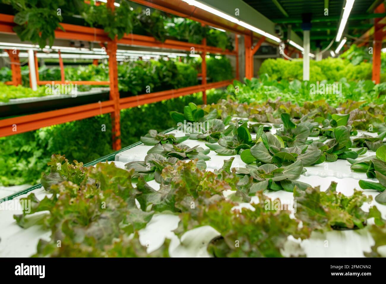 Vertical farm hi-res stock photography and images - Alamy