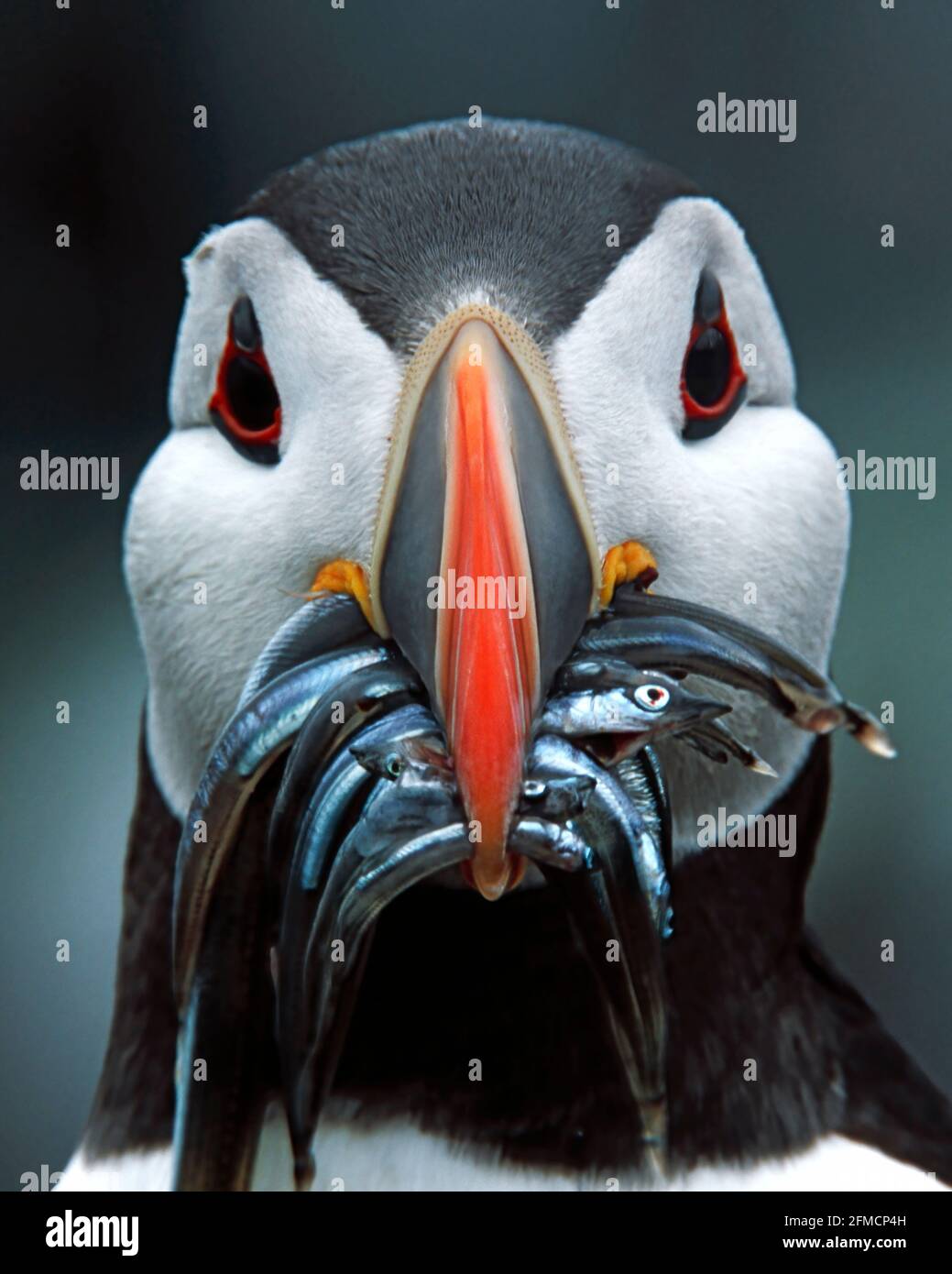 English puffins hi-res stock photography and images - Alamy