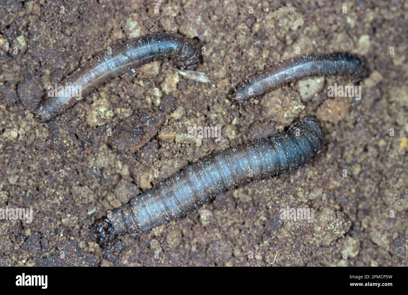 Crane Fly Tipula High Resolution Stock Photography and Images - Alamy