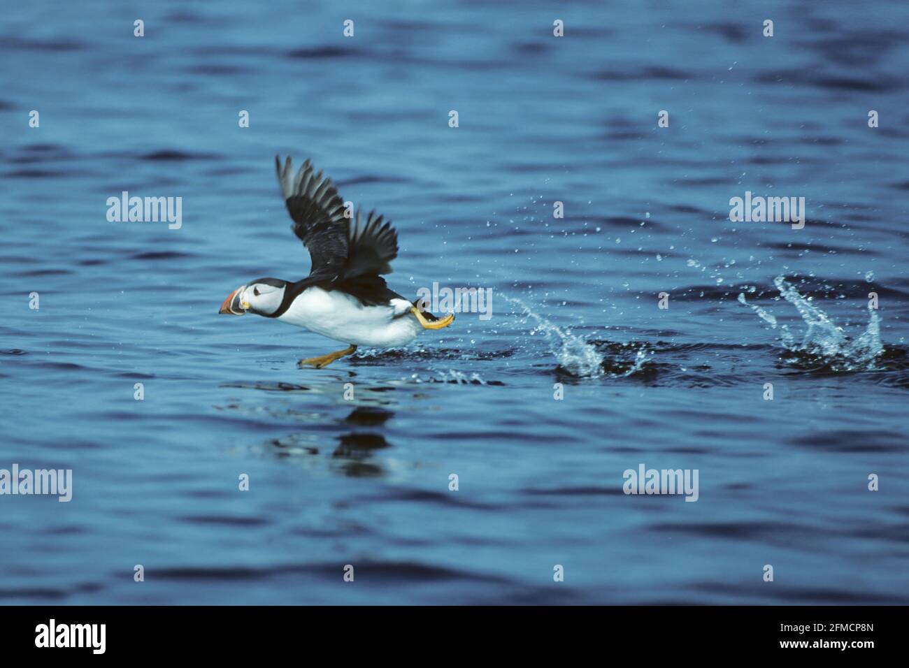 Puffin running hi-res stock photography and images - Alamy