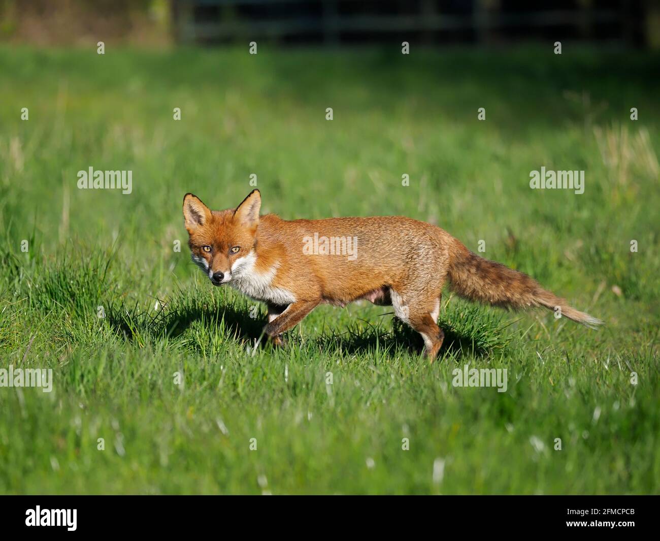 Red fox, Vulpes vulpes. single mammal on grass, Essex, April 2021 Stock ...