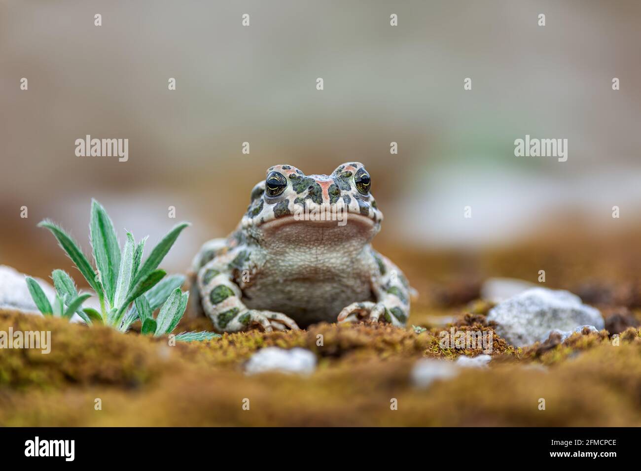 European green toad (Bufotes viridis) in nature Stock Photo - Alamy