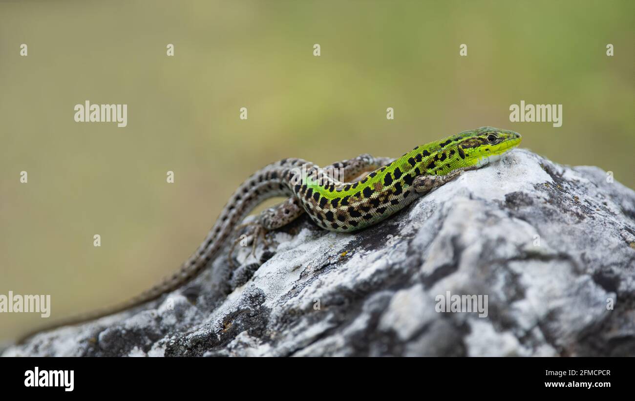 Balkan wall lizard (Podarcis tauricus) on rock Stock Photo - Alamy