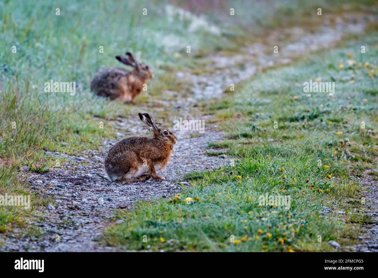 Hare furry hi-res stock photography and images - Alamy
