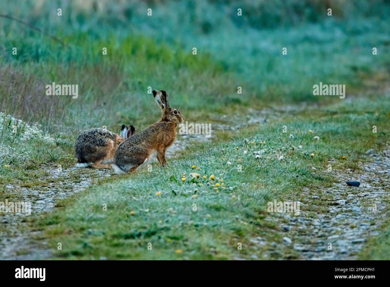 Hare furry hi-res stock photography and images - Alamy