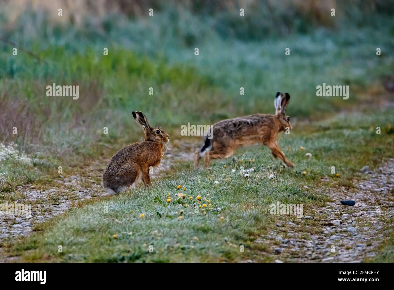 Wild hare hi-res stock photography and images - Alamy