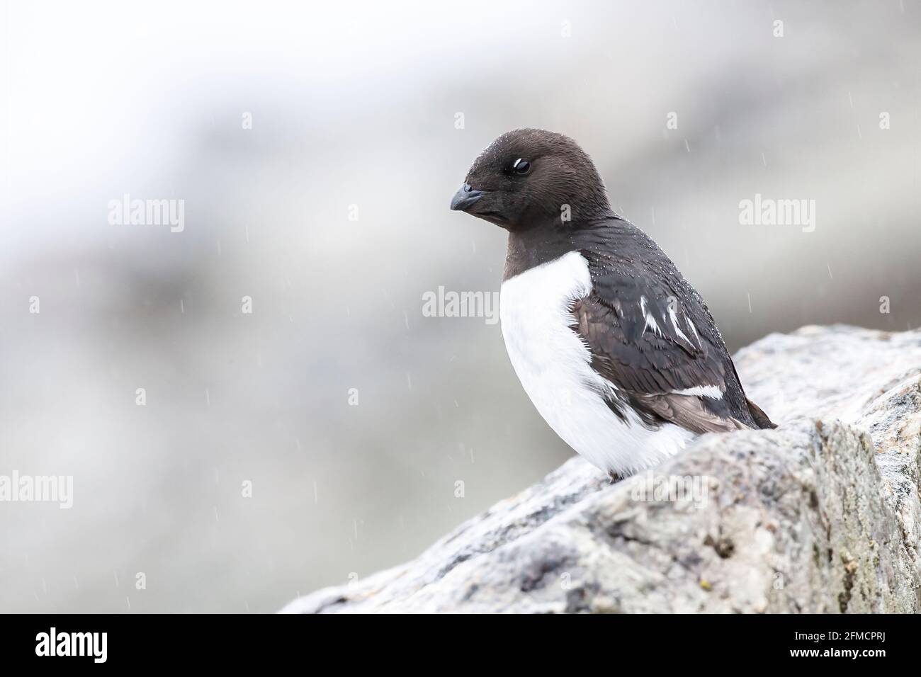 little auk or dovekie, Alle alle, single adult standing on cliff at ...