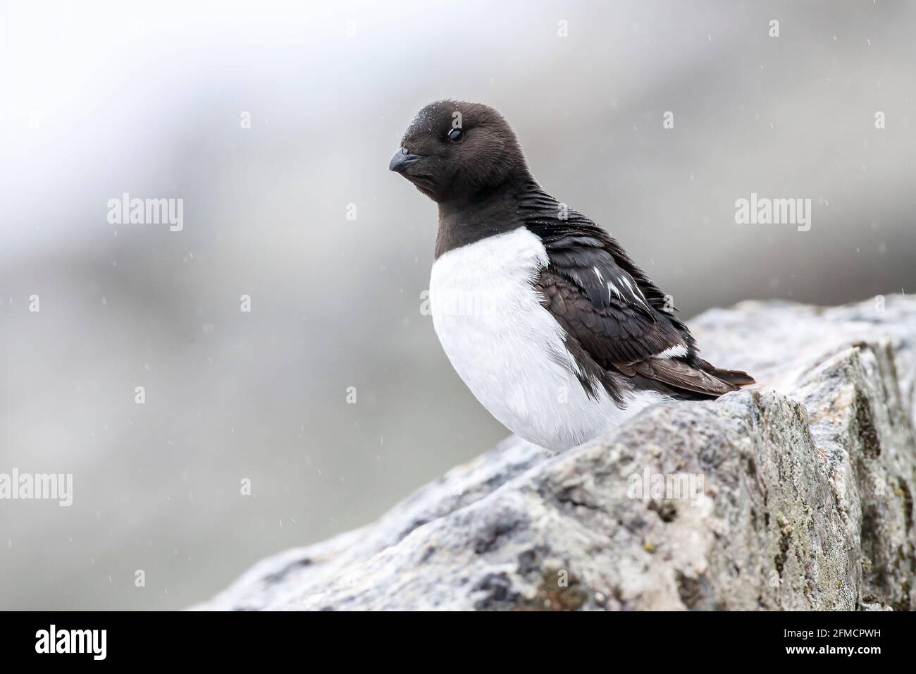 little auk or dovekie, Alle alle, single adult standing on cliff at ...
