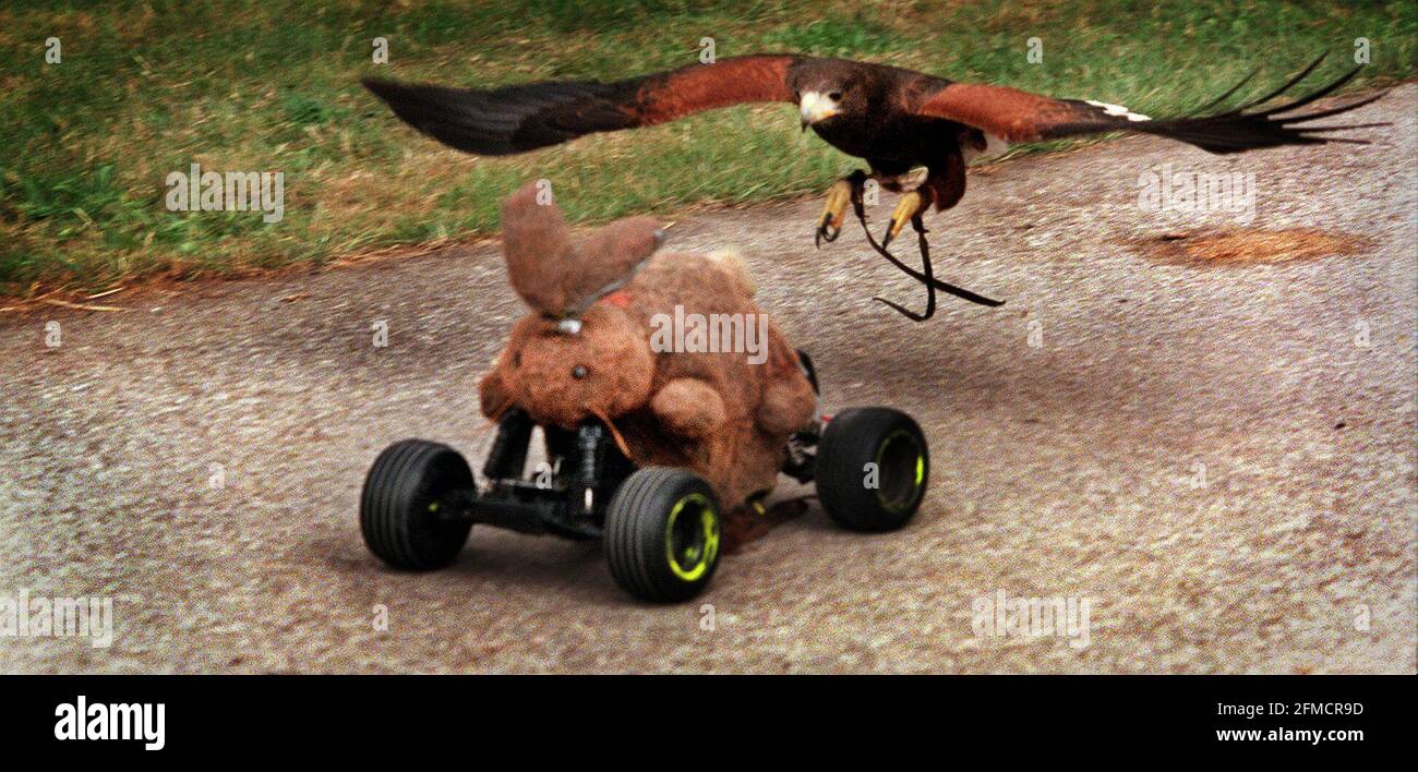 Birds Harris Hawk Brian the Bunny has been developed by London Zoo ...