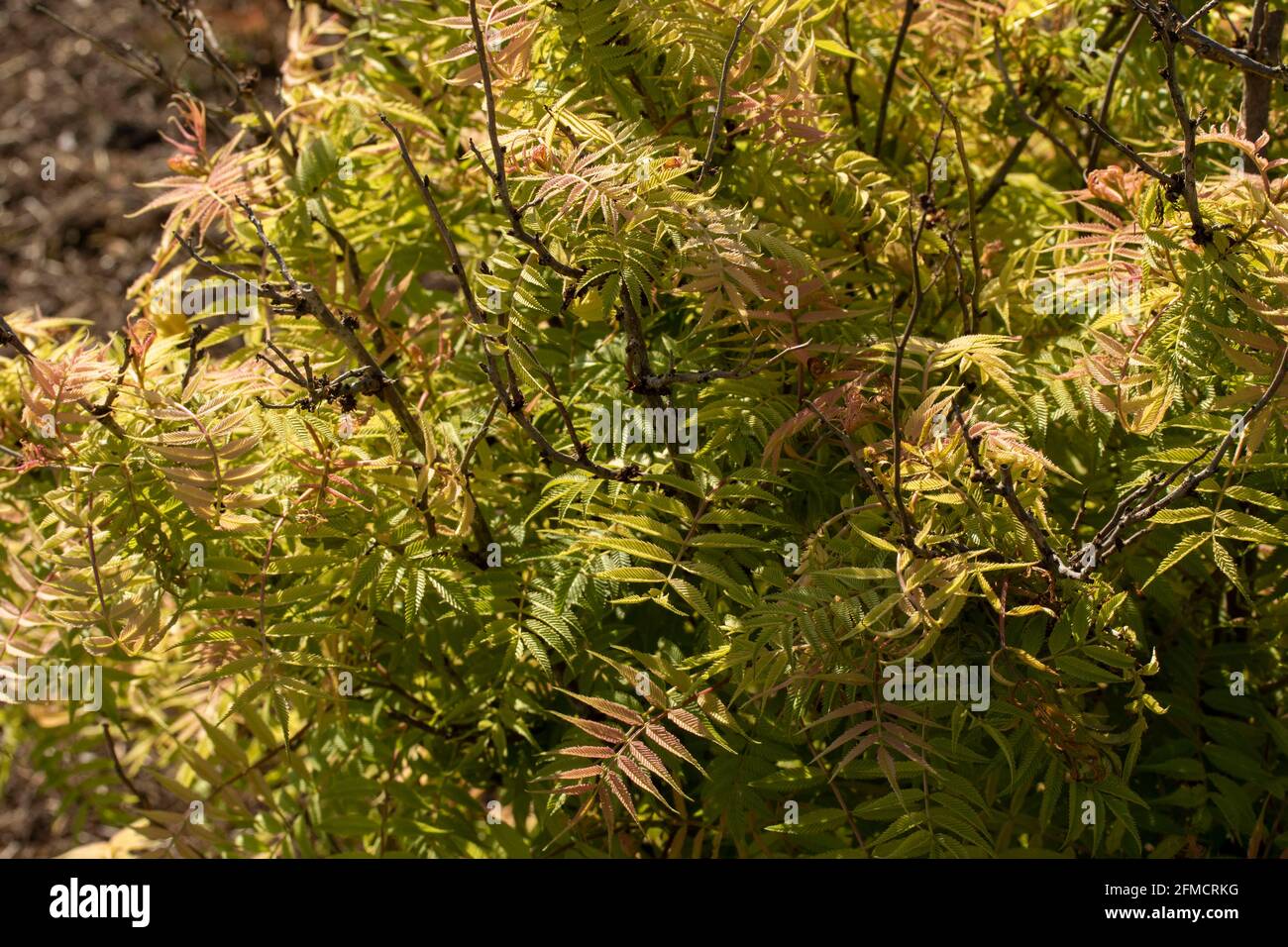 Backlit foliage of Sorbaria Sorbifolia – Sem Stock Photo - Alamy