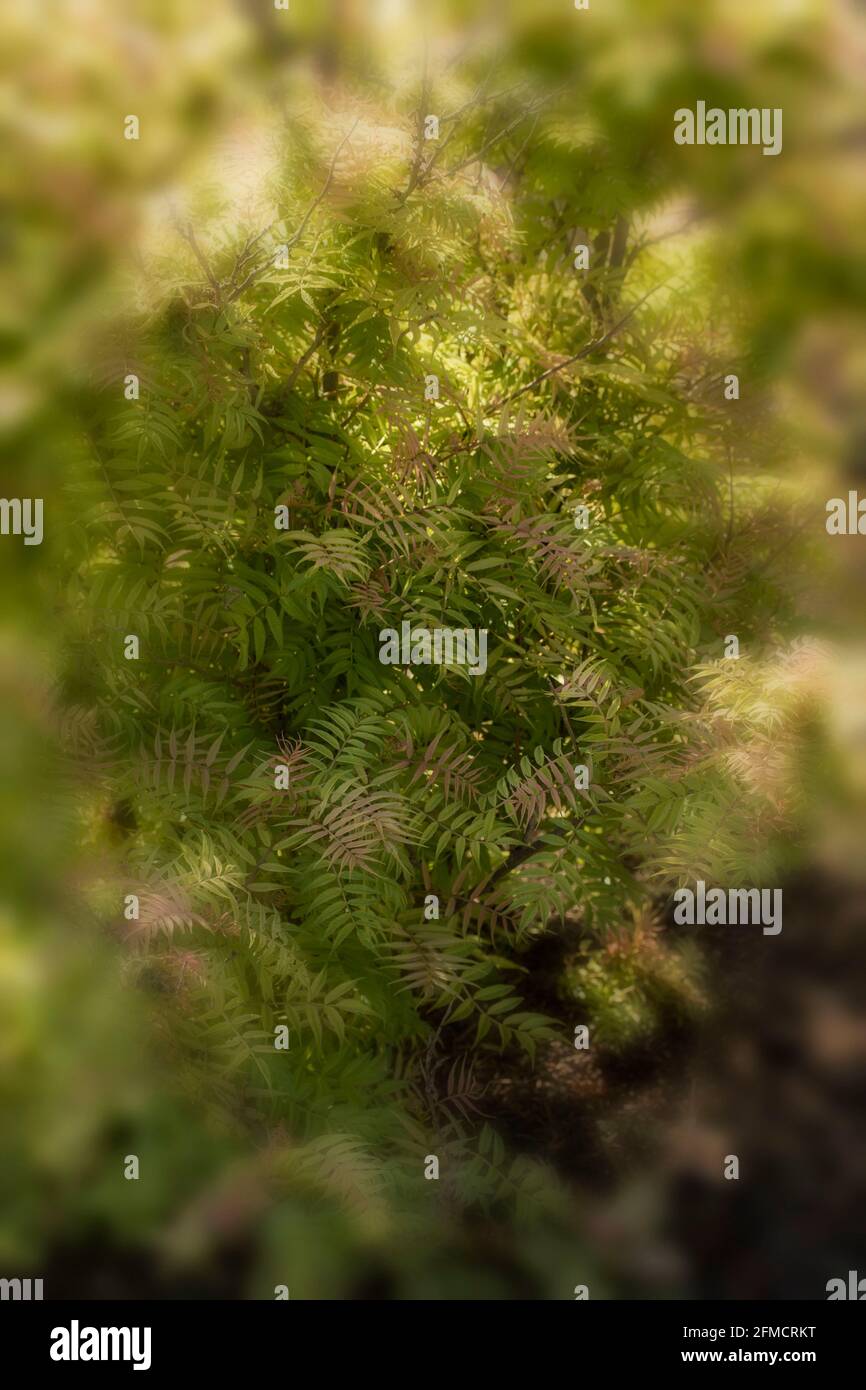 Sorbaria Sorbifolia – Sem Stock Photo - Alamy