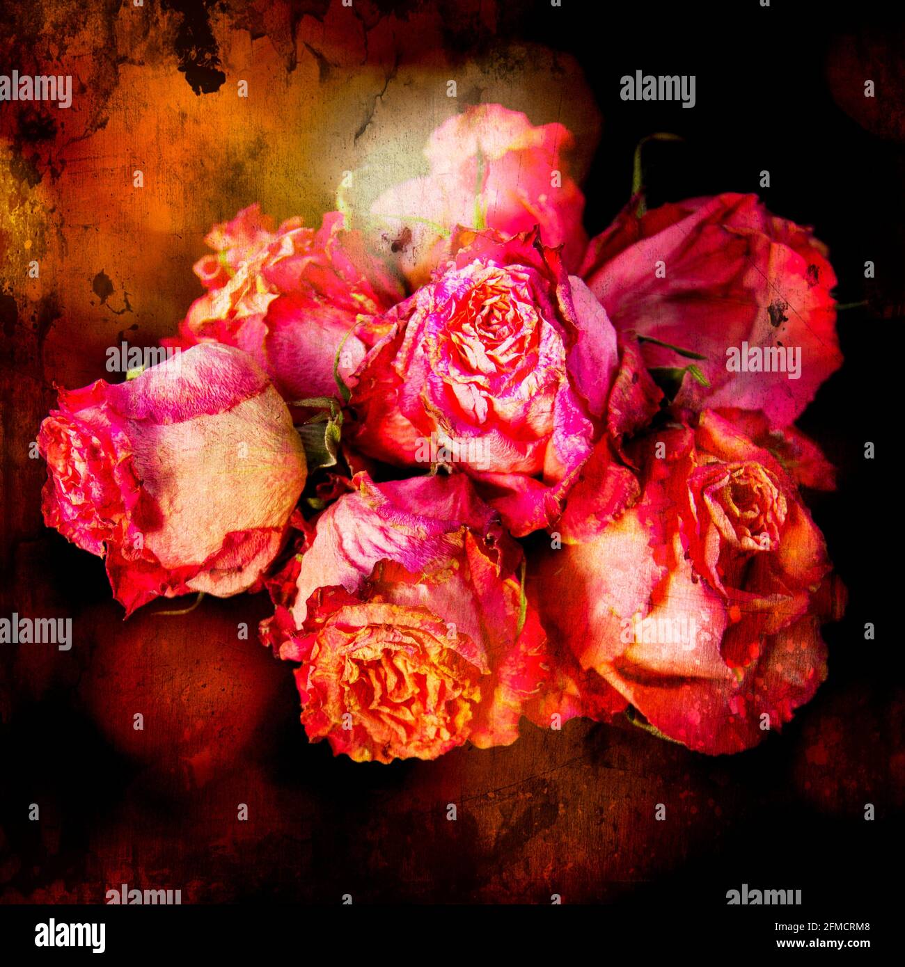 Dying Roses in a white vase / Still Life © Film Free Photography/ Alamy ...