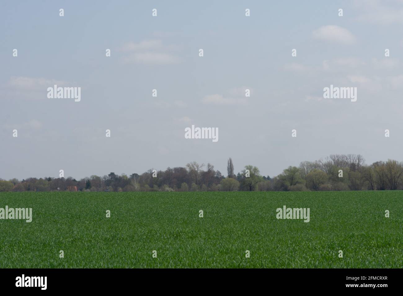 Large bright green field during daylight Stock Photo - Alamy