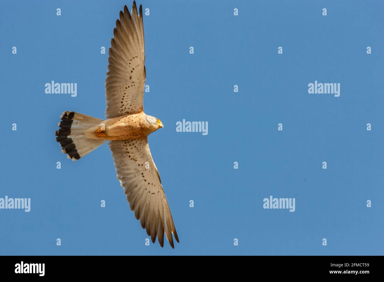 lesser kestrel, Falco naumanni, single adult male in flight, Seville ...
