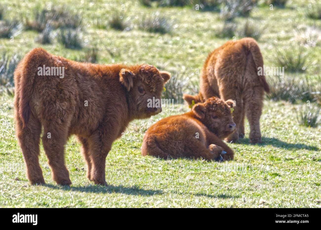 Two scottish highlanders hi-res stock photography and images - Alamy