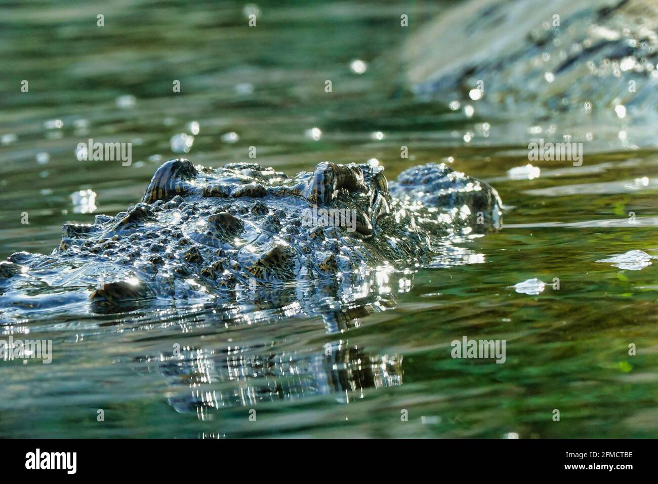 Shot of an alligator in water Stock Photo - Alamy