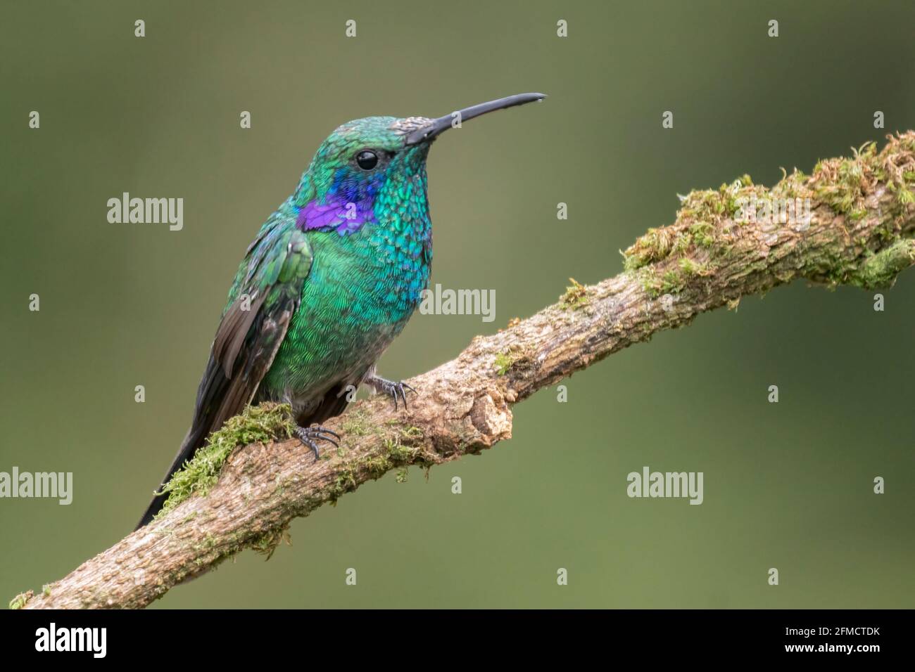 Colibri at tree hi-res stock photography and images - Alamy