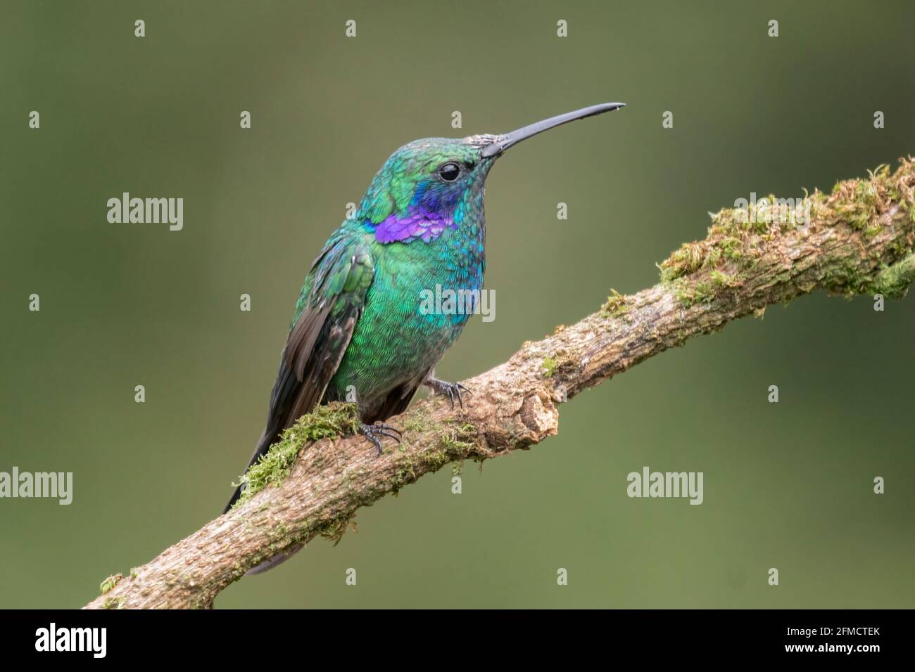 Colibri at tree hi-res stock photography and images - Alamy