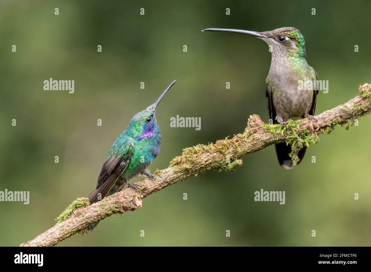 Natural history of the colibri hi-res stock photography and images - Alamy