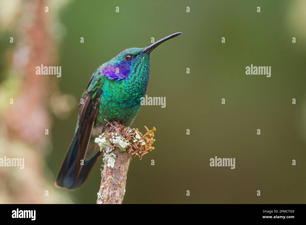 Natural history of the colibri hi-res stock photography and images - Alamy