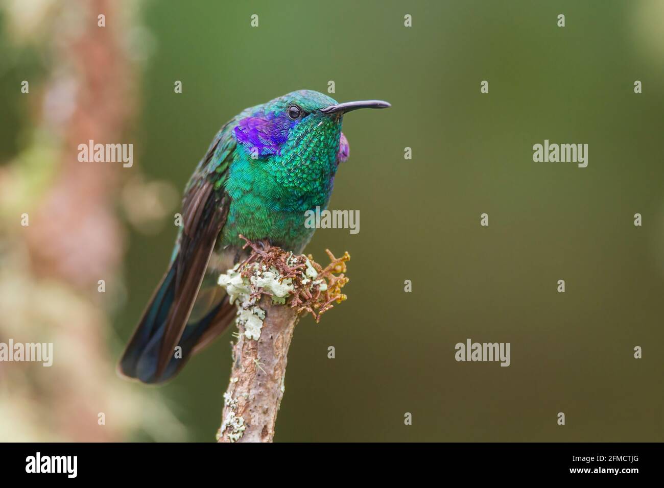lesser violetear, Colibri cyanotus, single adult male perched on branch ...
