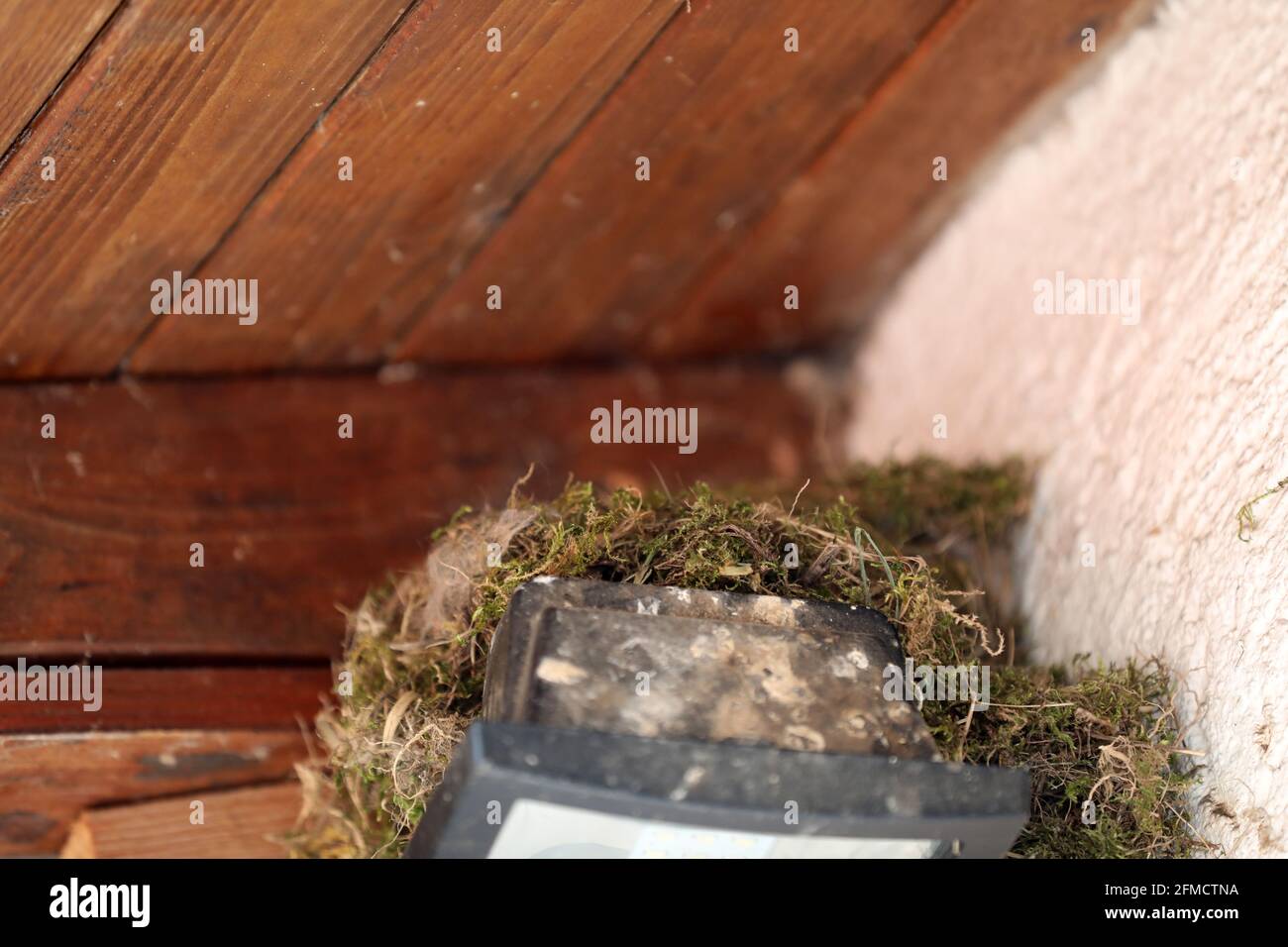House redstart hi-res stock photography and images - Alamy