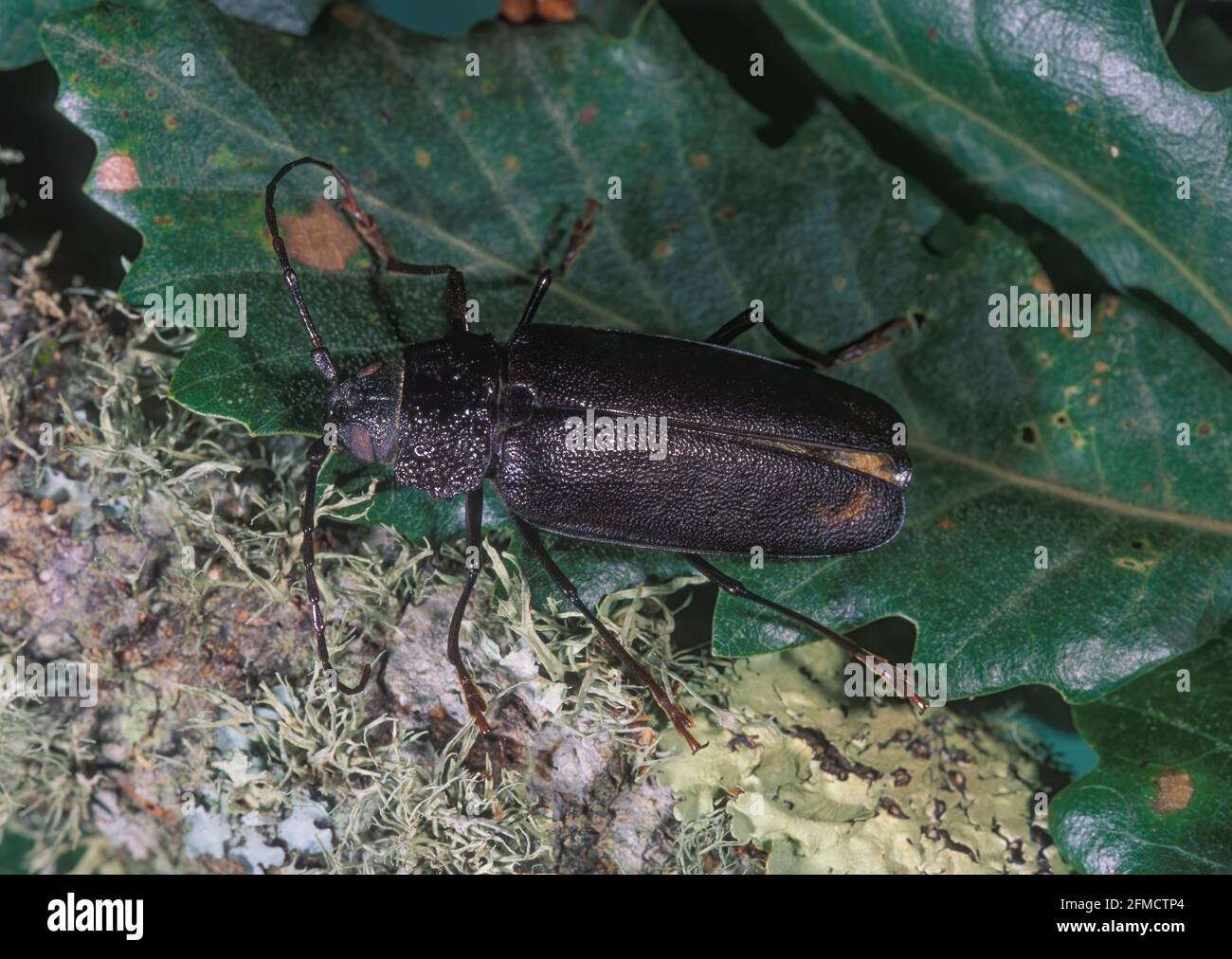 Capricorn Beetles High Resolution Stock Photography and Images - Alamy