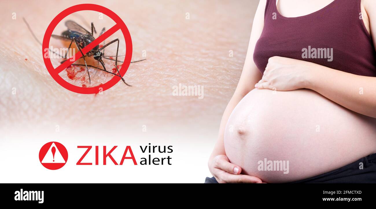 Zika virus, stop mosquito sign. Conceptual about Zika pregnancy fear medical and virus danger ...