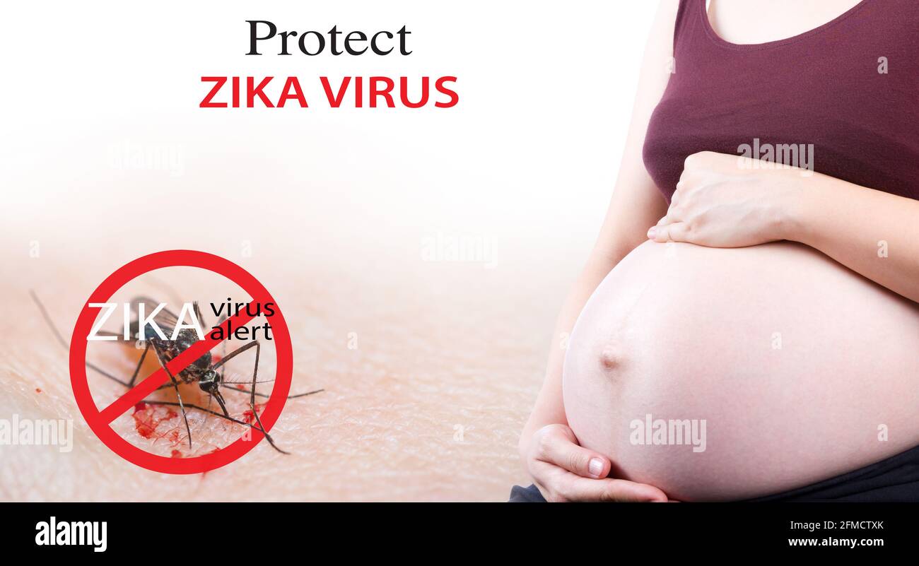 Zika virus, stop mosquito sign. Conceptual about Zika pregnancy fear medical and virus danger ...
