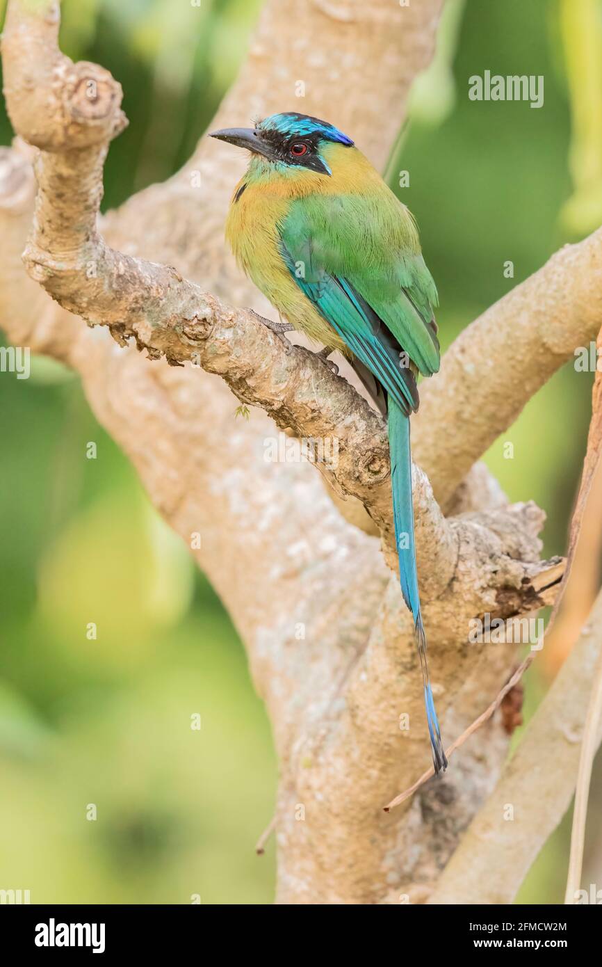 Lessons motmot momotus lessonii hi-res stock photography and images - Alamy