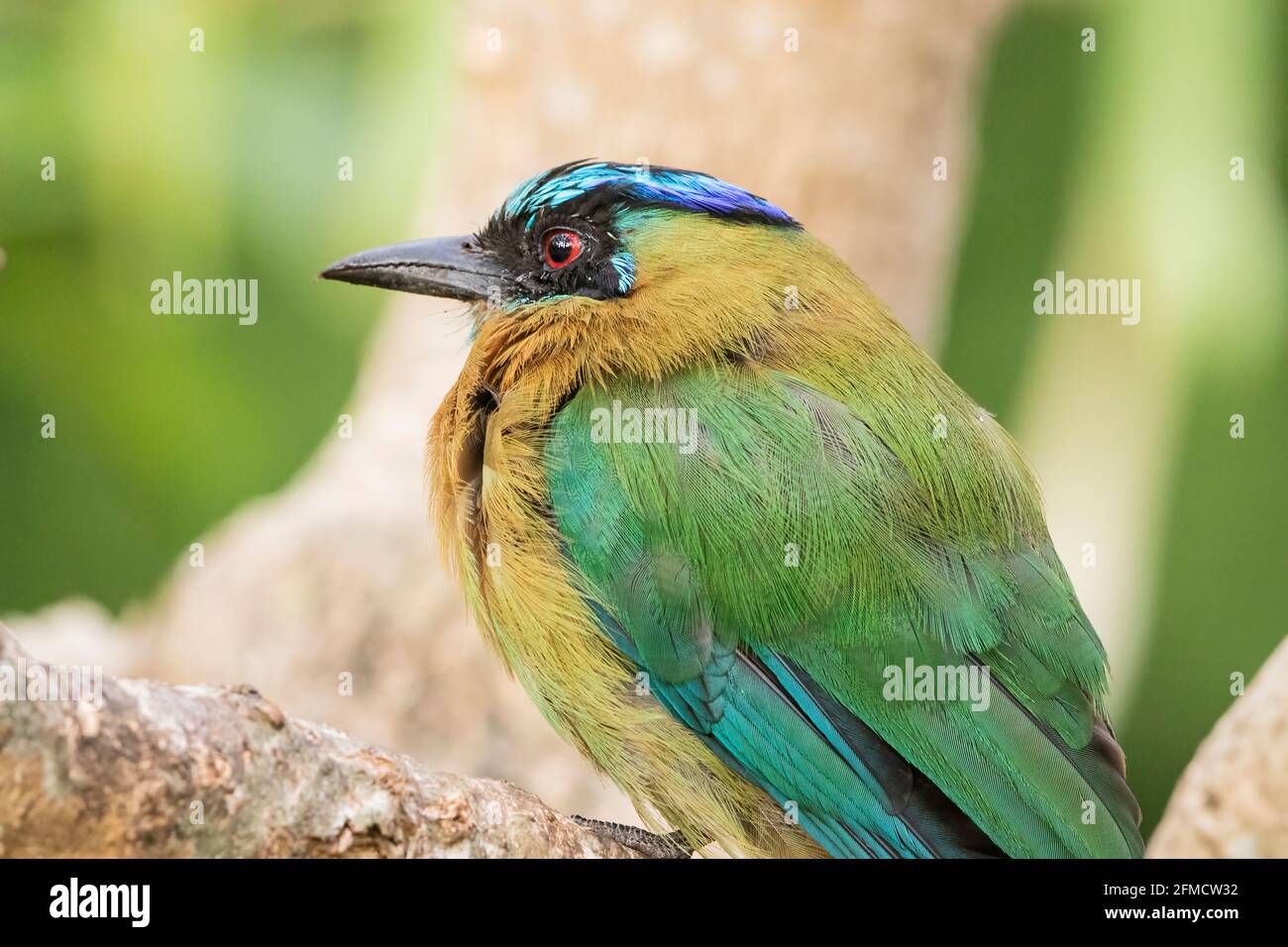 Lessons motmots hi-res stock photography and images - Alamy