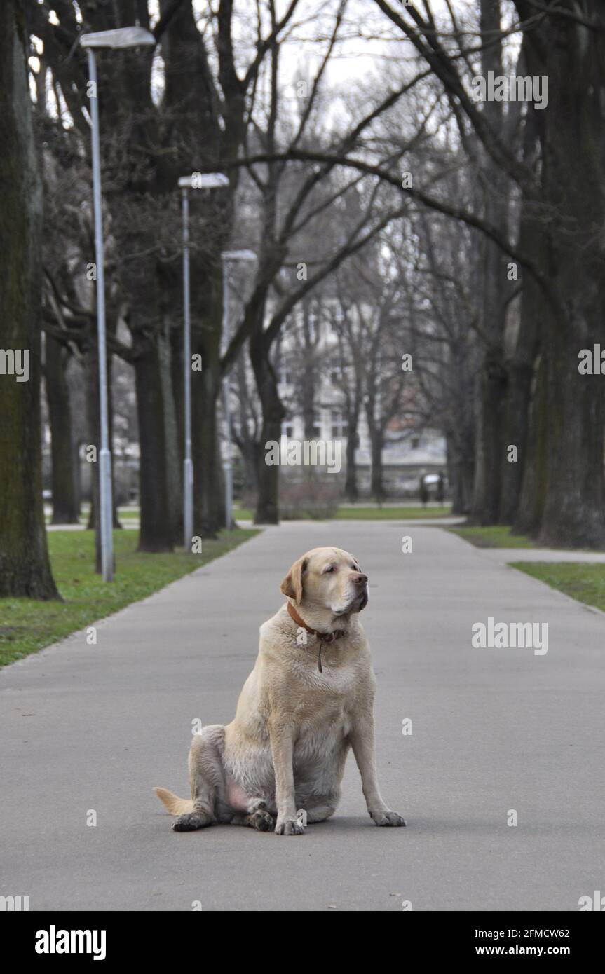 White labrador dog waiting outside hi-res stock photography and images ...
