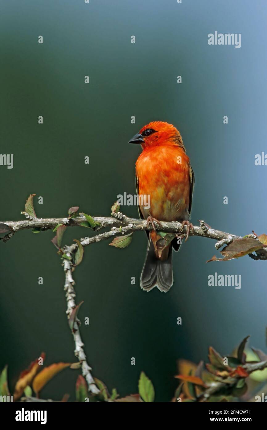 Fodies madagascar hi-res stock photography and images - Alamy