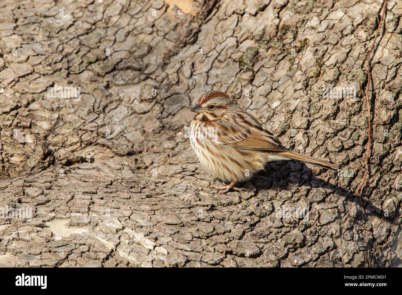 Lincolns sparrows hi-res stock photography and images - Alamy