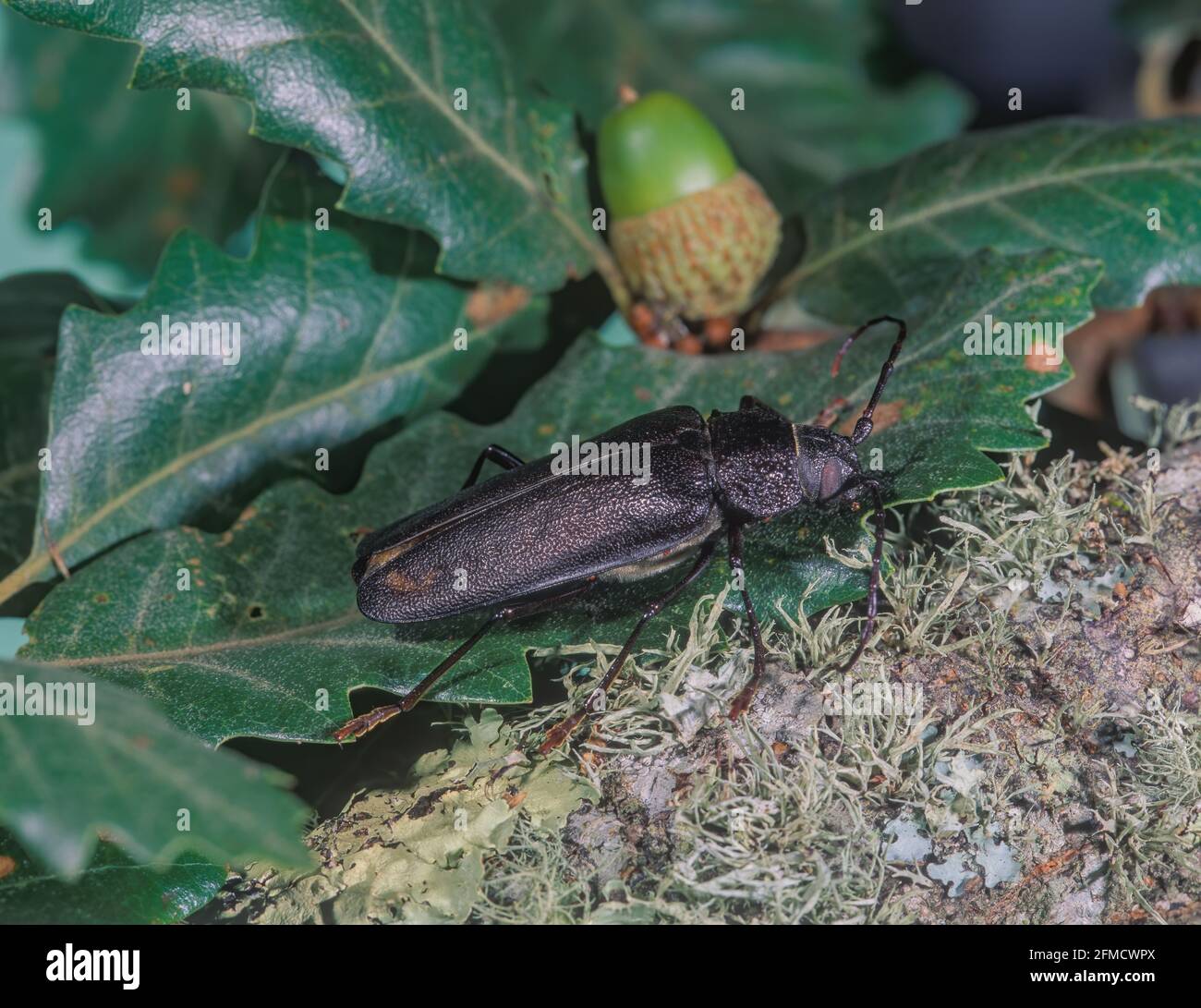 Capricorn Beetles High Resolution Stock Photography and Images - Alamy