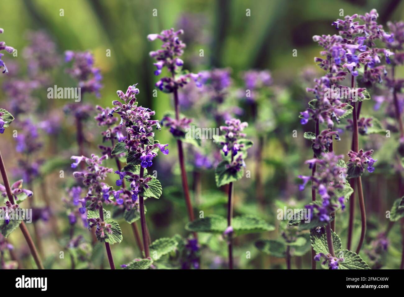 Catnip Plant Purple Flowers Wholesale USA | www.pinnaxis.com