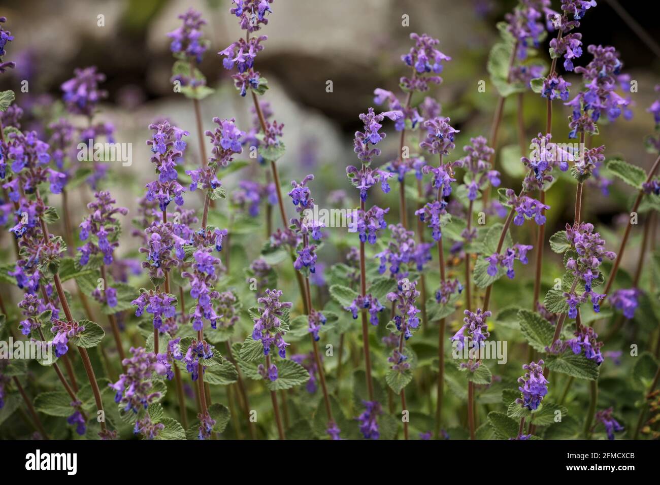 Catnip bed hi-res stock photography and images - Alamy