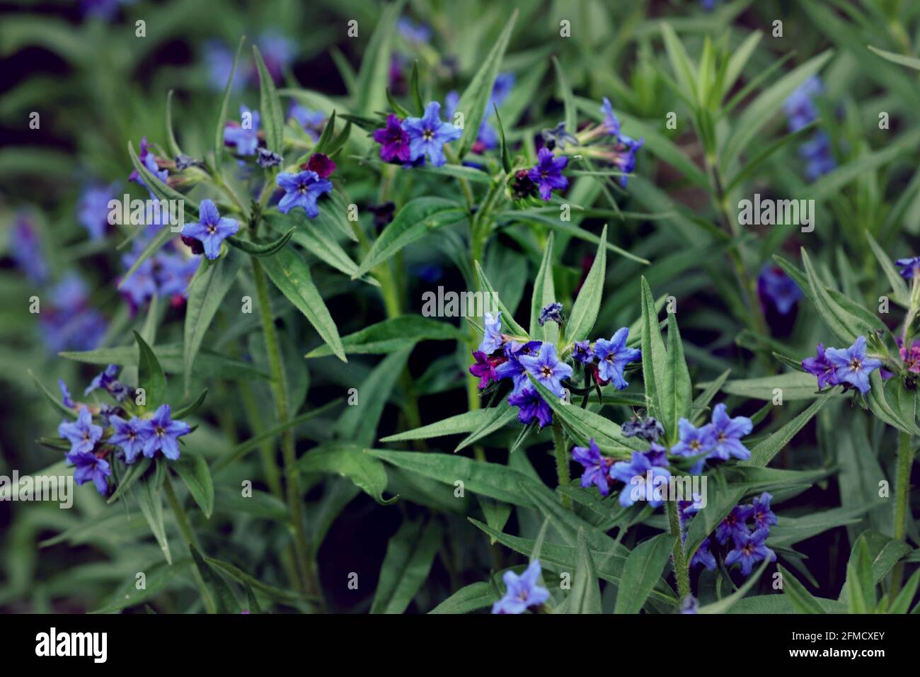 Buglossoides purpurocaerulea blue-red stone seeds Stock Photo - Alamy