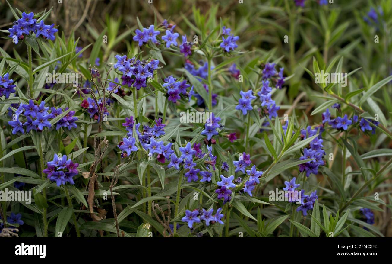 Buglossoides purpurocaerulea blue-red stone seeds Stock Photo - Alamy
